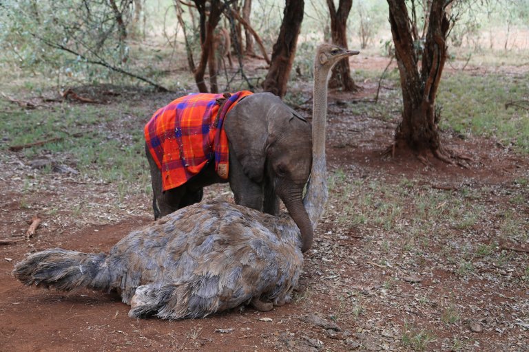 Ostrich And Elephant Form Unlikely Friendship (PHOTOS)