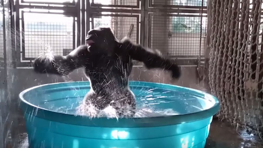 Internet Can’t Get Enough Of This Gorilla Dancing By Himself In A Pool ...