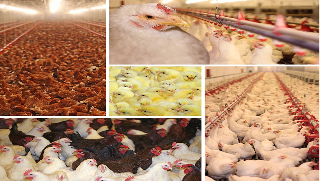 Investigation Reveals There Are 800 Livestock Mega Farms In The UK