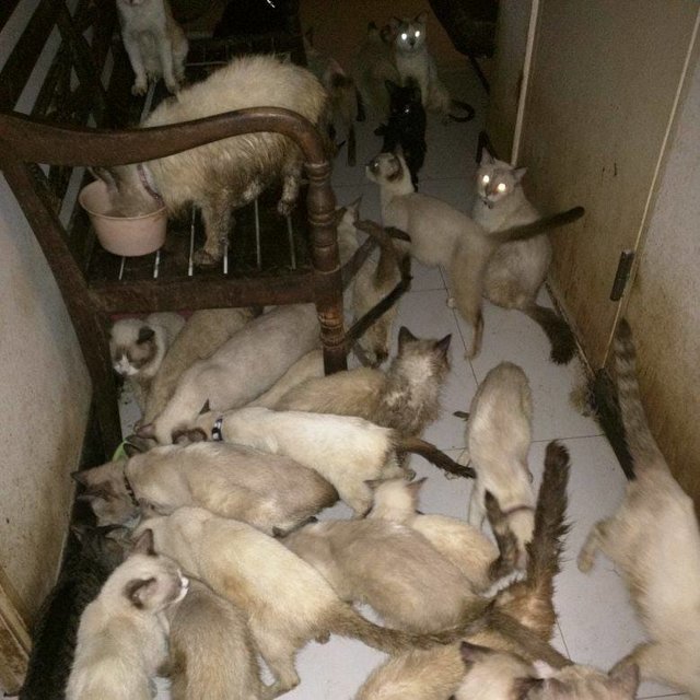 94 Siamese Cats Found Locked Up In Tiny Singapore Apartment