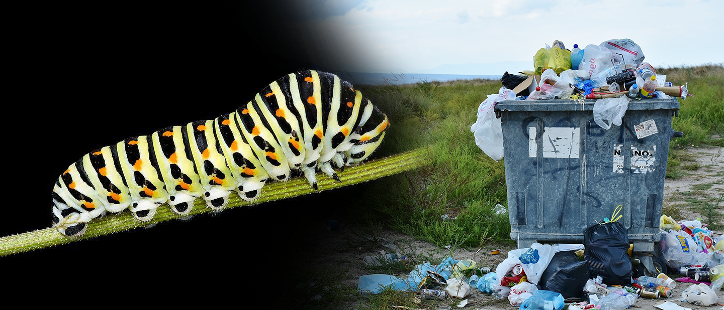 Plastic-Eating Caterpillars Could Become The Solution To Our Plastic ...