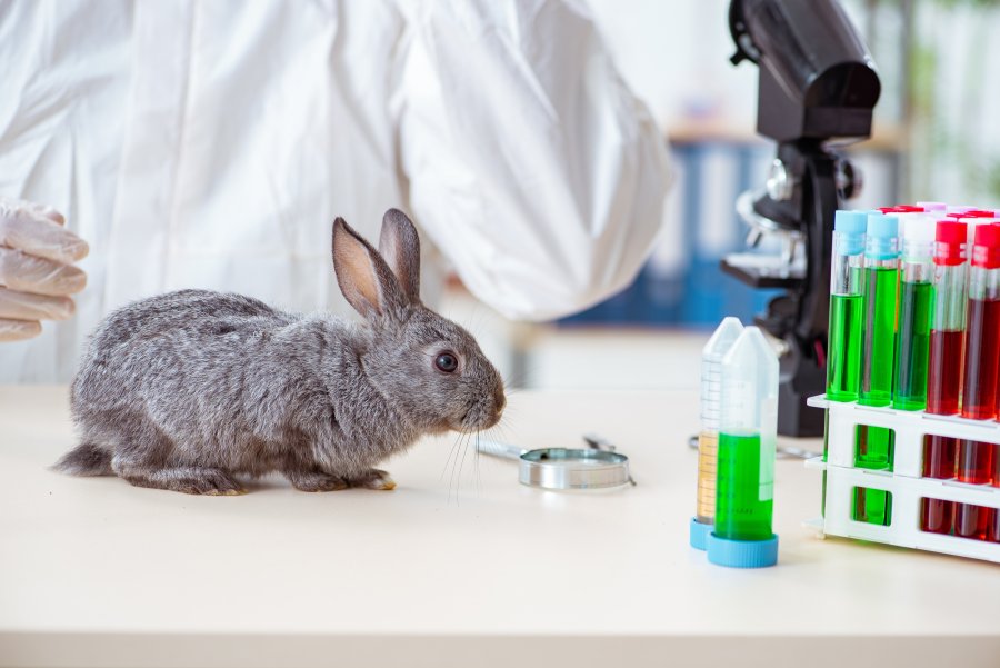 Australian Government Plans To Ban All Animal Testing For Cosmetics In 2020 australian-government-plans-to-ban-all-animal-testing-for-cosmetics-in-2020