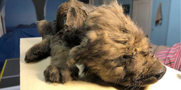 18,000-Year-Old Puppy Discovered in Siberian Permafrost