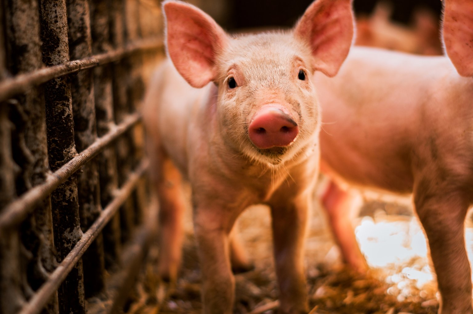 Chinese Lab Aims To Grow Human Organs Inside Animals, Delivers First ...