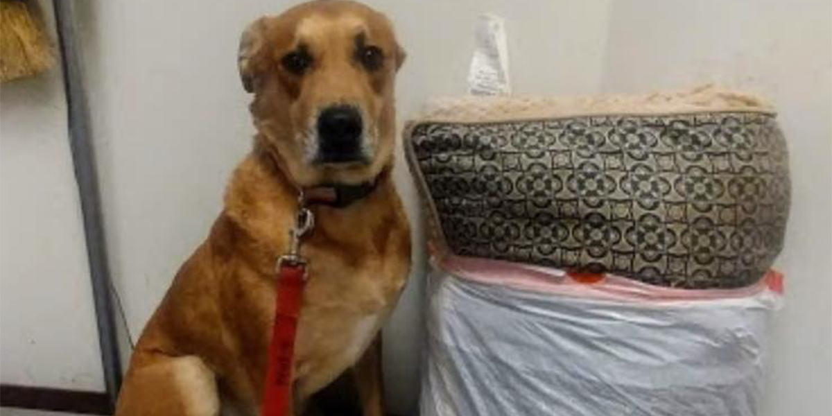 Wall-E The Dog Was Abandoned At An Animal Shelter With His Bed And All ...