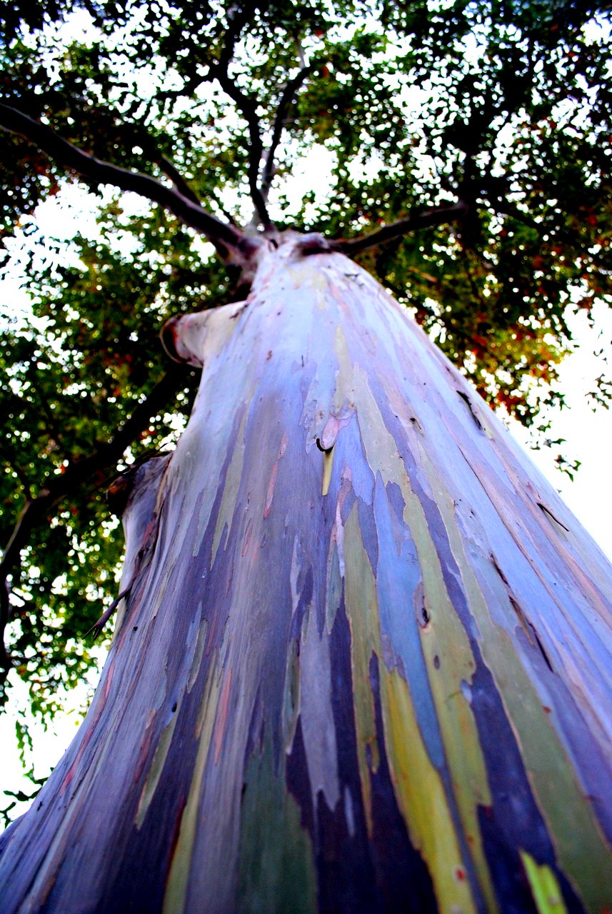 Rainbow Eucalyptus: One Of The Most Beautiful Trees In The World