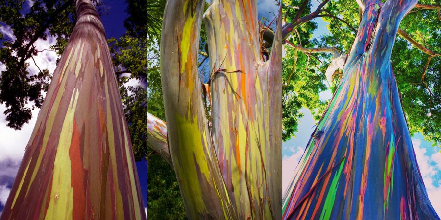 Rainbow Eucalyptus: One Of The Most Beautiful Trees In The World