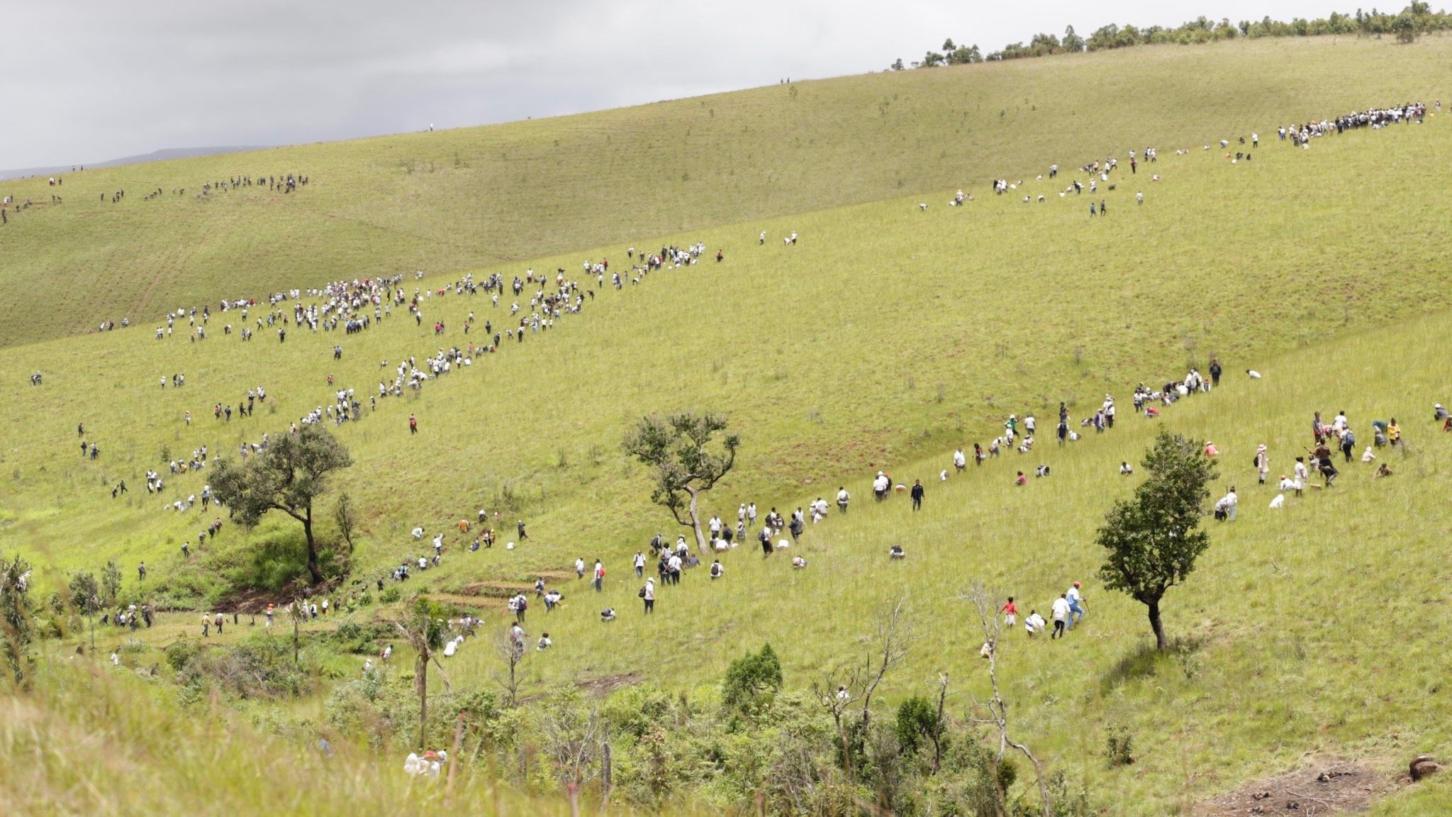The People Of Madagascar Aim To Plant 60 Million Trees To Help The ...