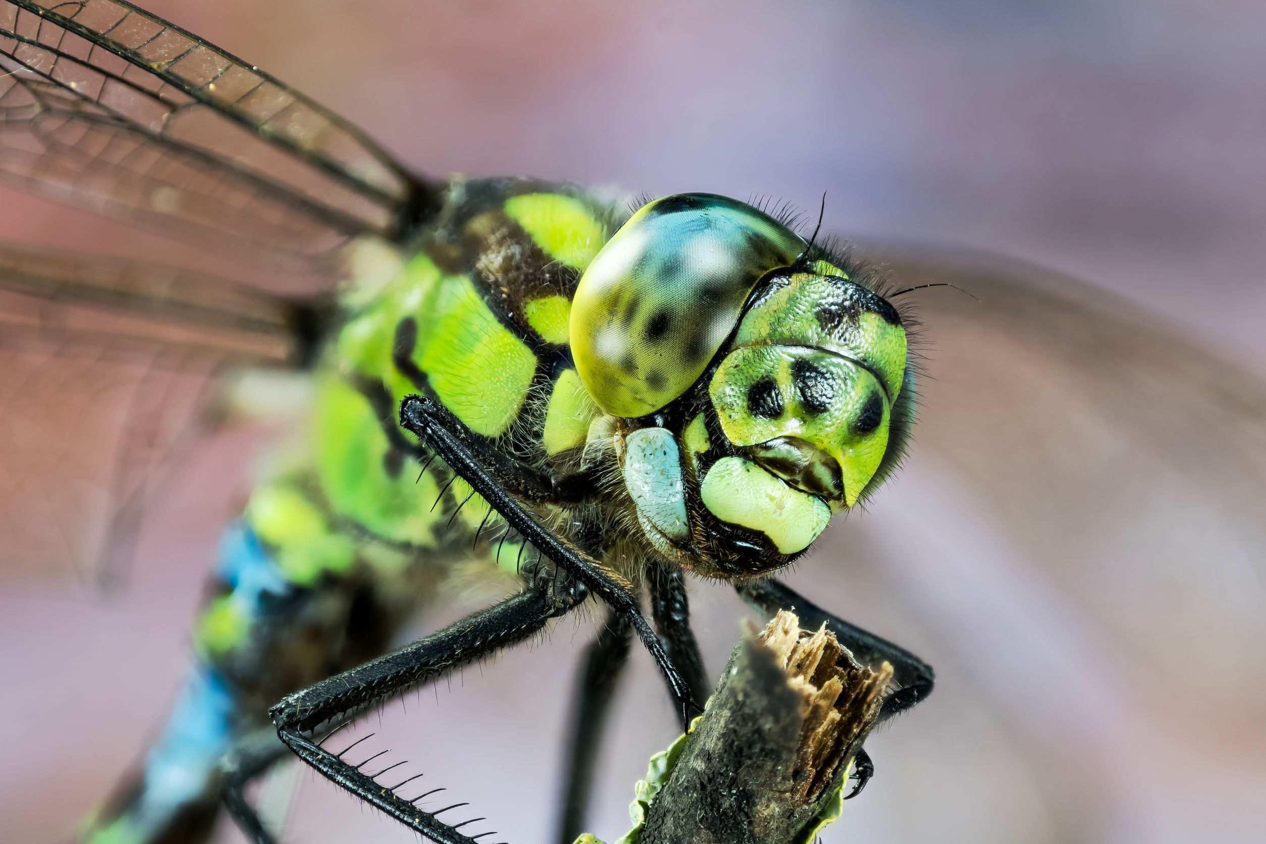 Not Tonight, I'm Dead, How Some Female Dragon Flies Fake Sudden Death ...