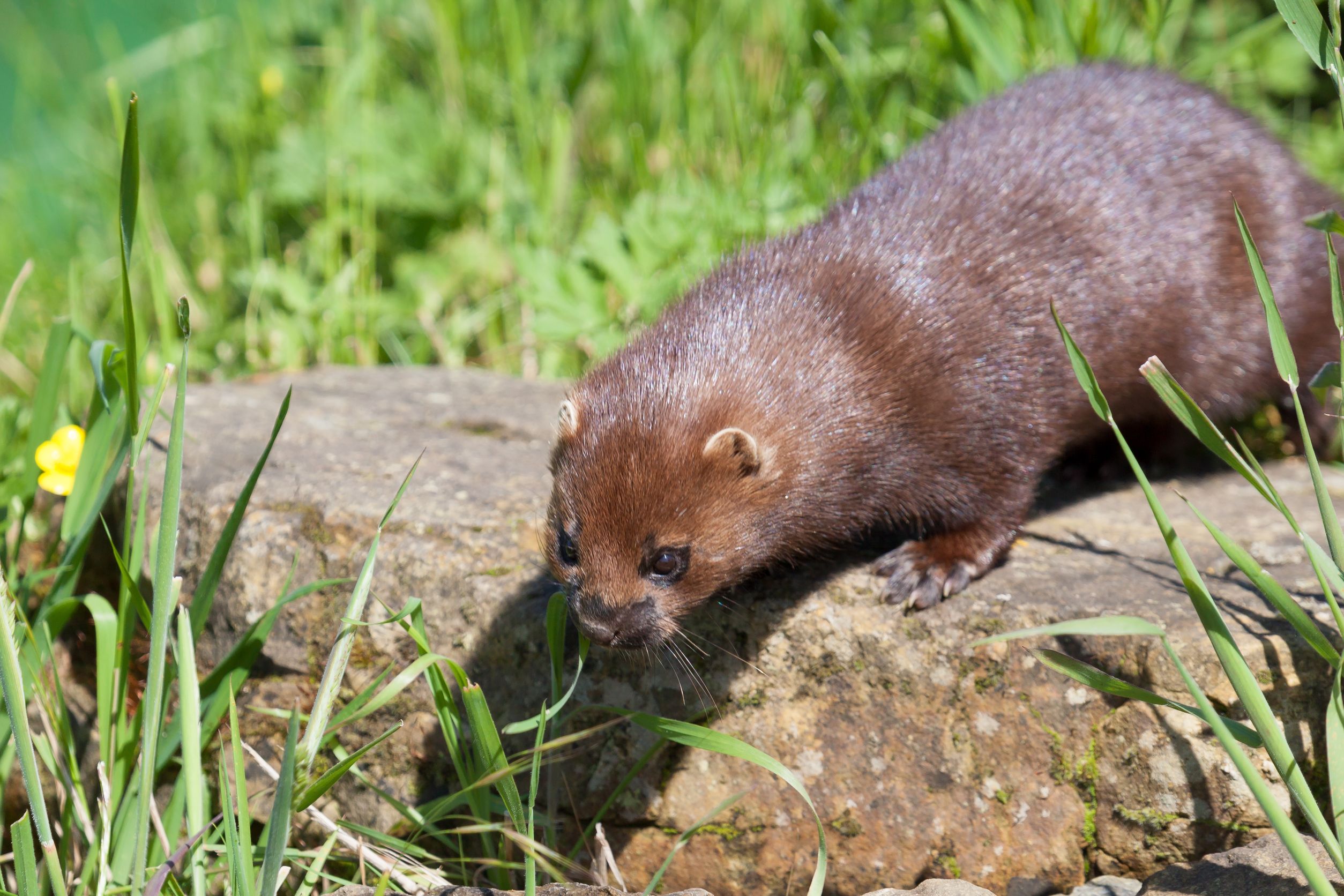 17 Million Mink Thrown In Mass Denmark Graves As Fears Arise Over ...