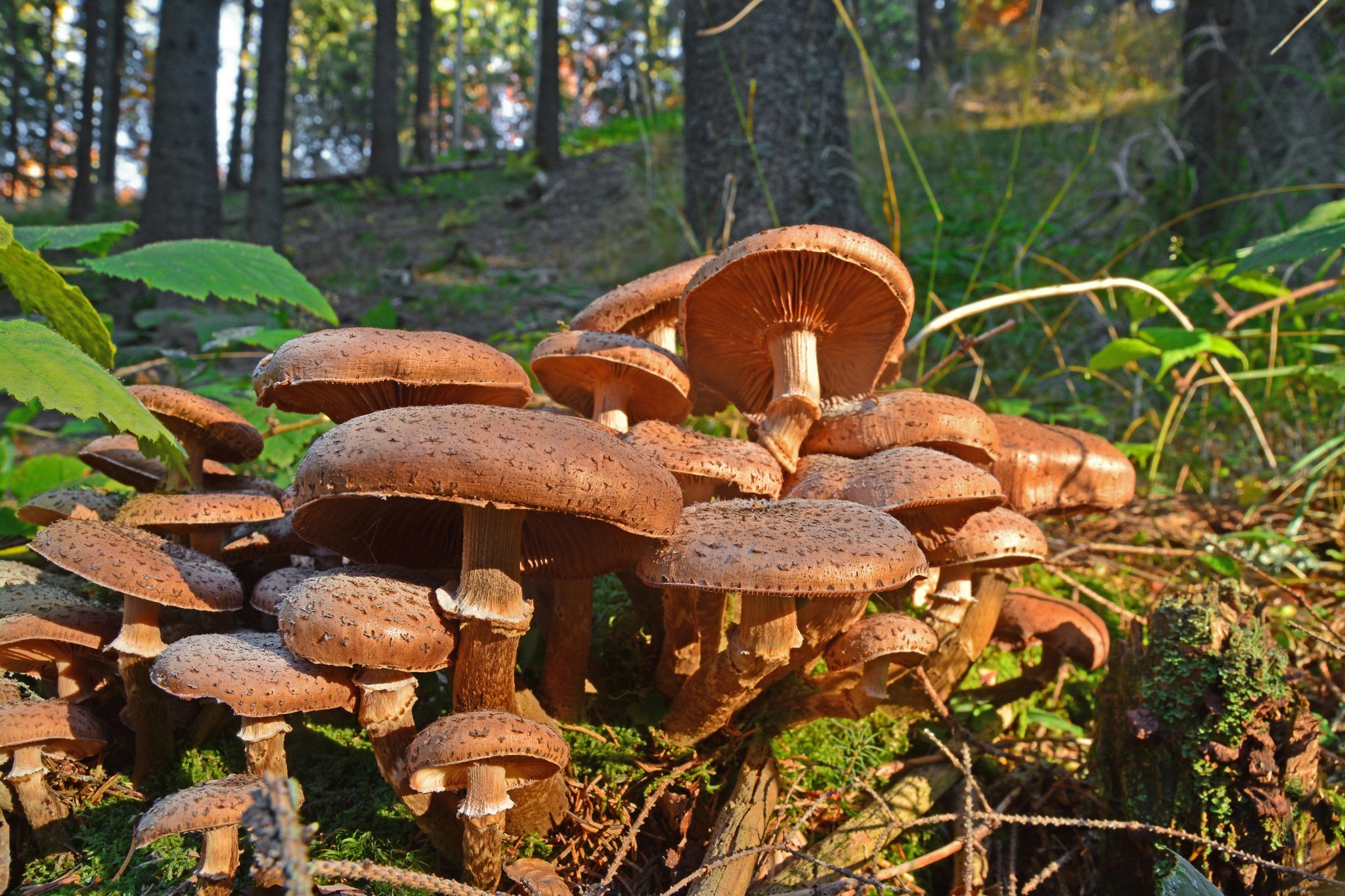 Underground Network Of Fungi Will Be Mapped For The First Time In History